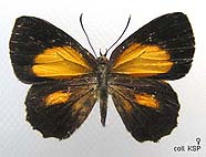 Papua Insects Foundation (Lepidoptera/Lycaenidae thumbnails)
